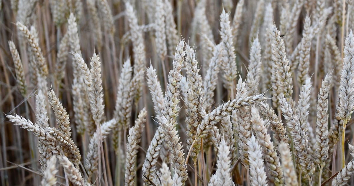 North Dakota Mill Taps Ocrim to Build 2 New Milling Plants