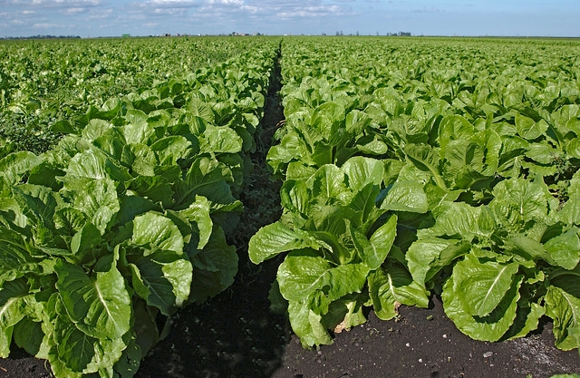 FMC Buys Portion of DuPont Crop Protection Unit for $1.2B