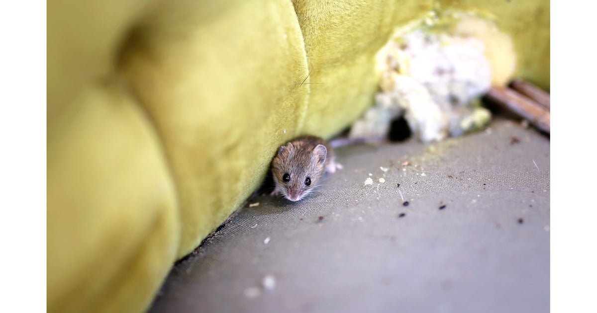 FDA Raises Recall Classification, Impacting Hundreds of Products