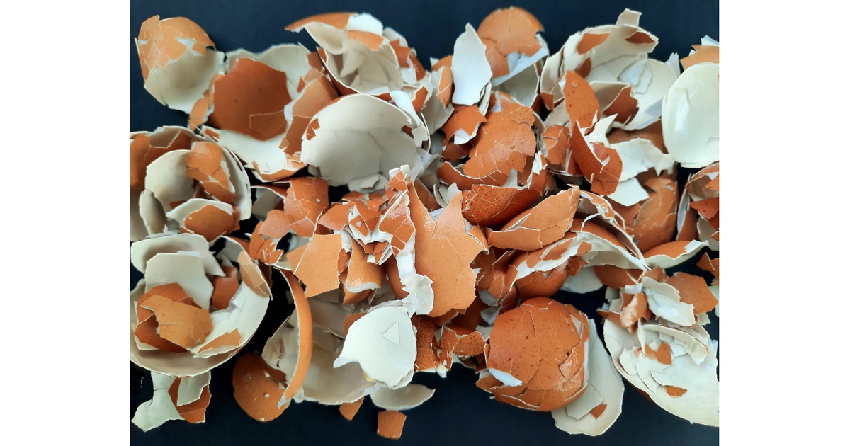 Eggshell Powder Used as Replacement in Building Materials