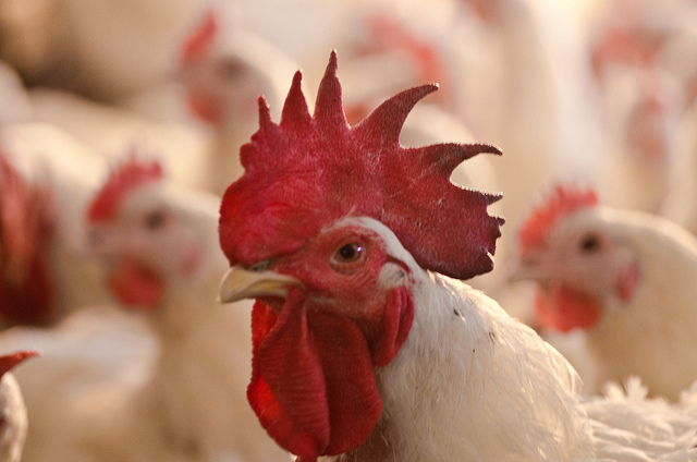 Cargill Acquires Columbian Meat Firm Pollos El Bucanero